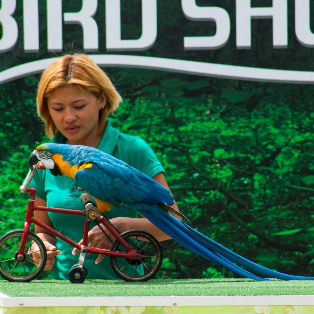 Dubai Dolphinarium Tickets: Creek Park Exotic Bird Show - Desert Safari ...